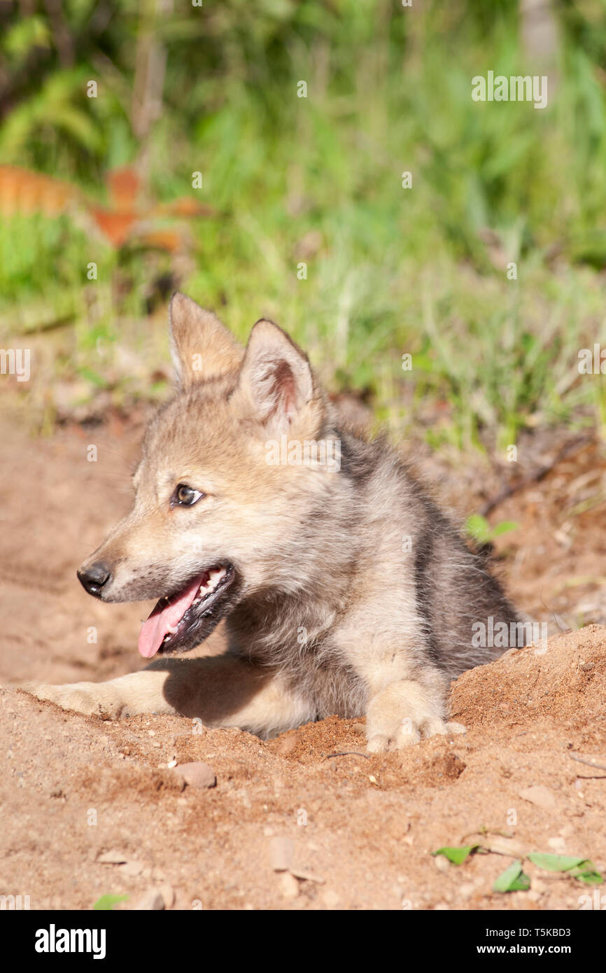 North America; United States; Alaska; Interior; Wildlife; Mammals; Wolf ...