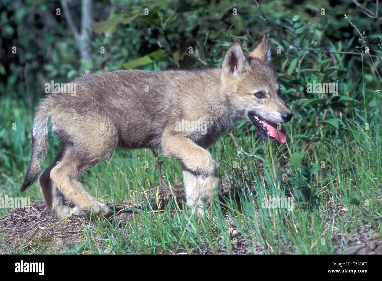 North America; United States; Alaska; Interior; Wildlife; Mammals; Wolf ...