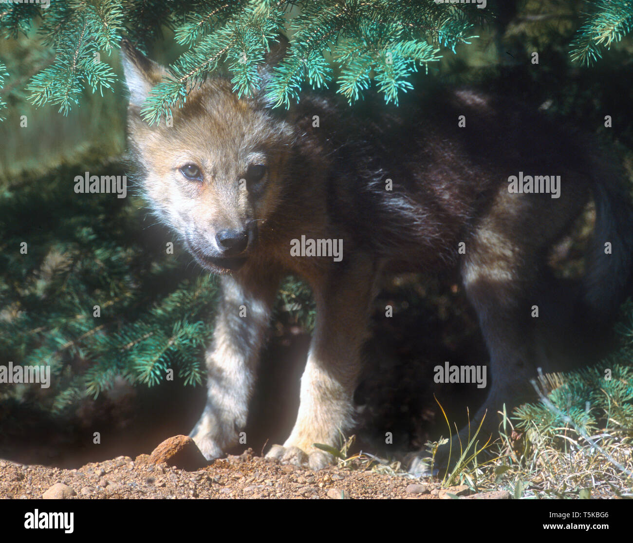 North America; United States; Alaska; Interior; Wildlife; Mammals; Wolf ...