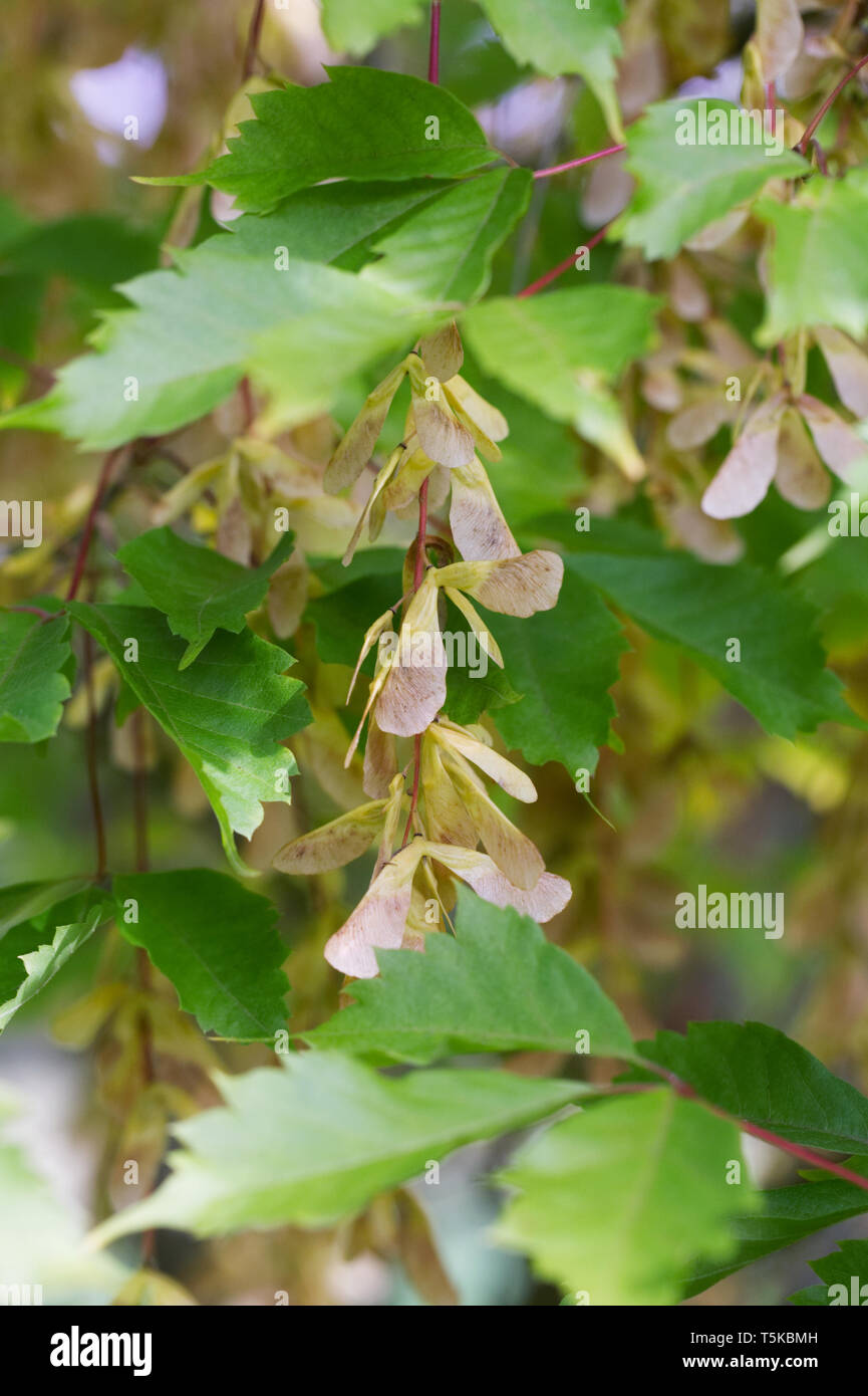 Samaras hi-res stock photography and images - Alamy