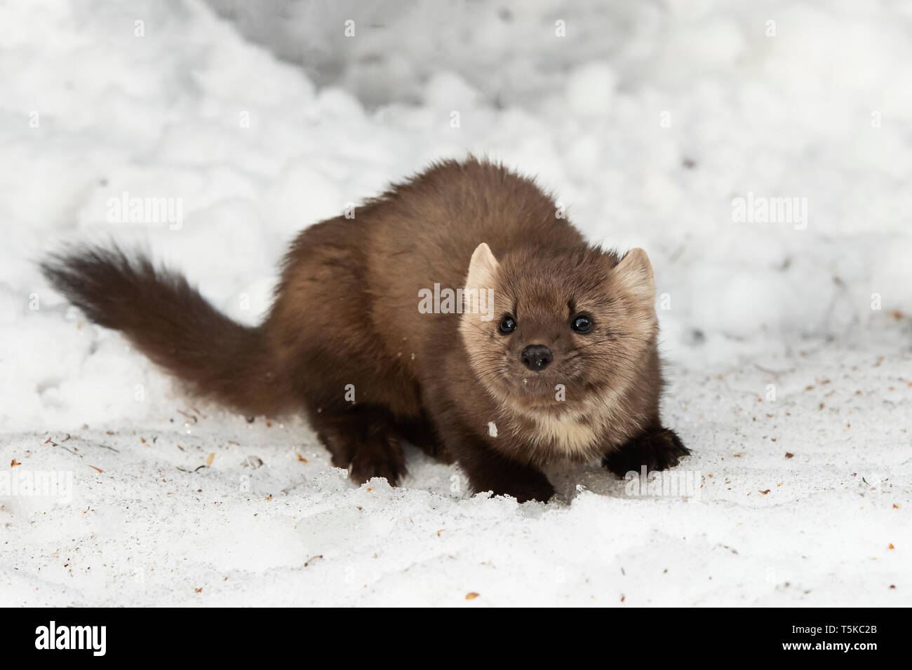 North America; United States; Alaska; Tanana Valley; Wildlife; Winter ...