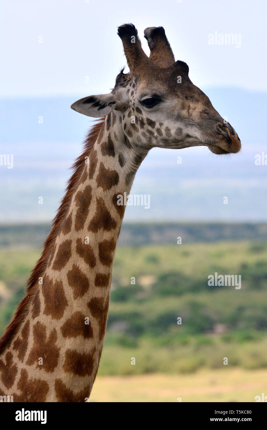 Masai giraffe. Maasai giraffe, Massai-Giraffe, Giraffa camelopardalis ...