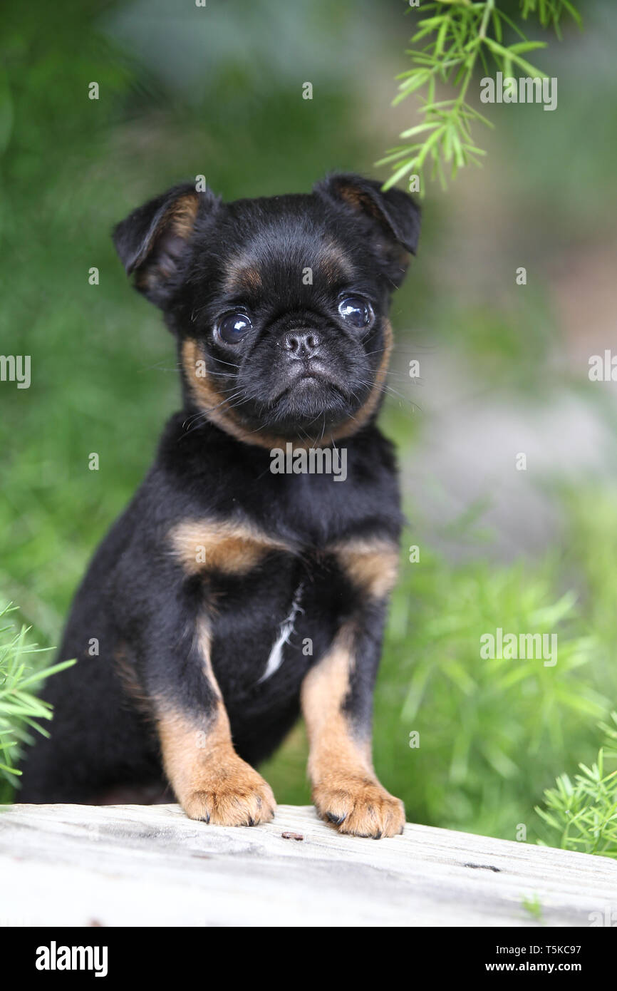 Griffon belge bruxellois brabancon hi-res stock photography and images ...