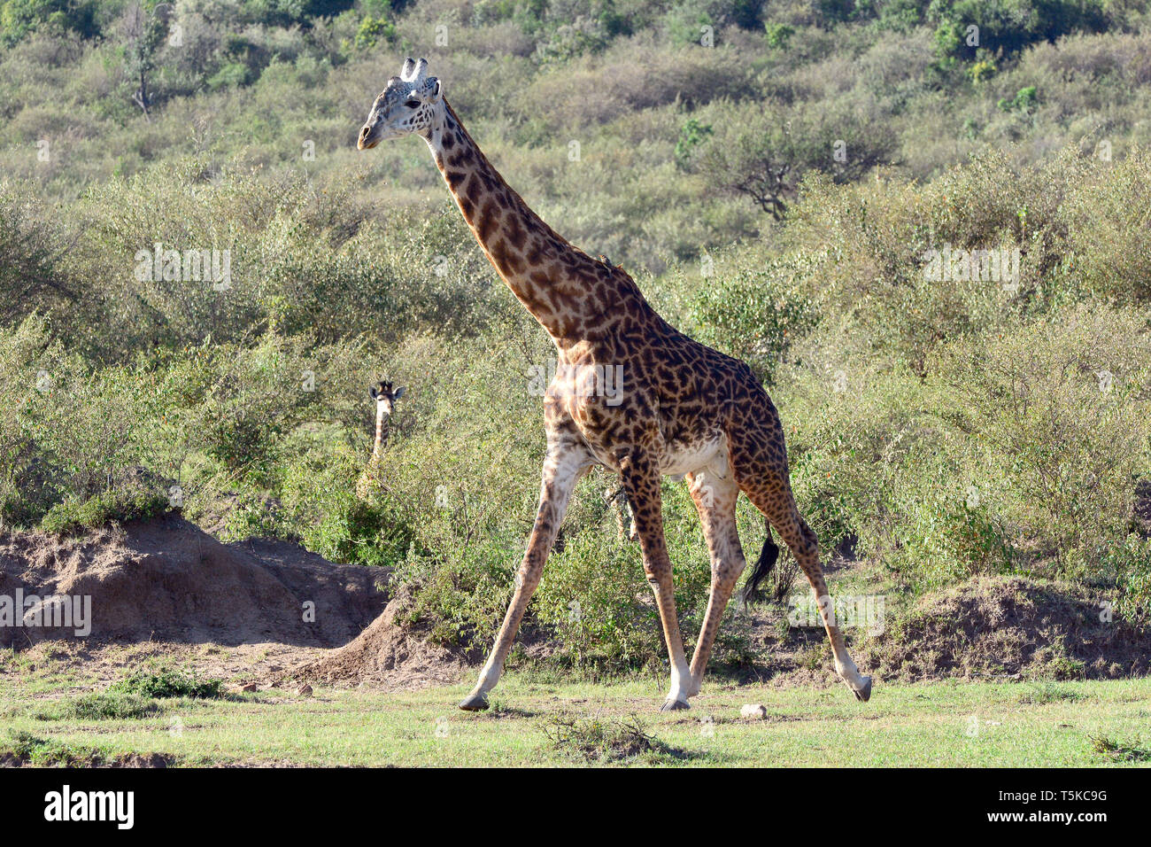 Masai giraffe. Maasai giraffe, Massai-Giraffe, Giraffa camelopardalis ...
