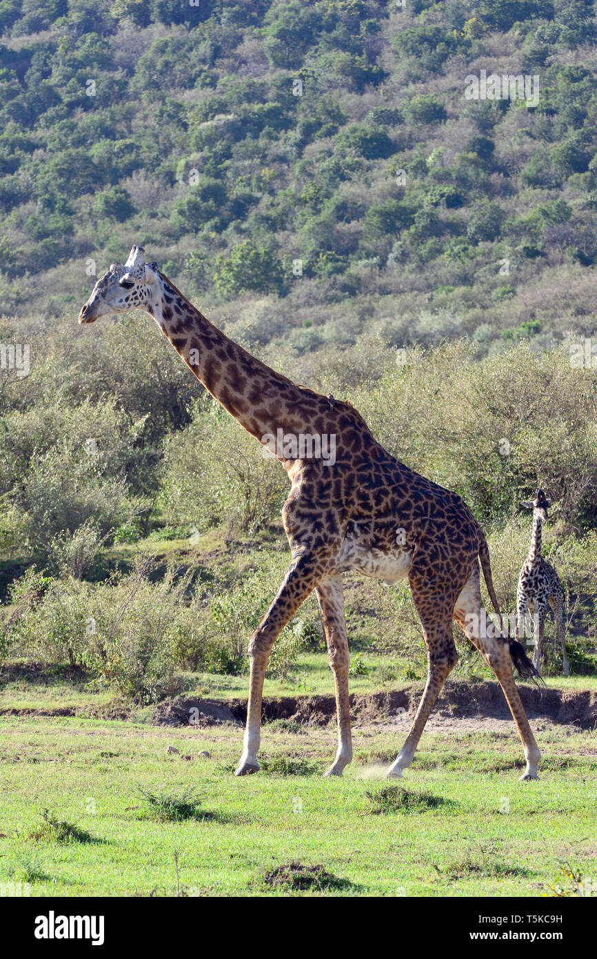Masai giraffe. Maasai giraffe, Massai-Giraffe, Giraffa camelopardalis ...
