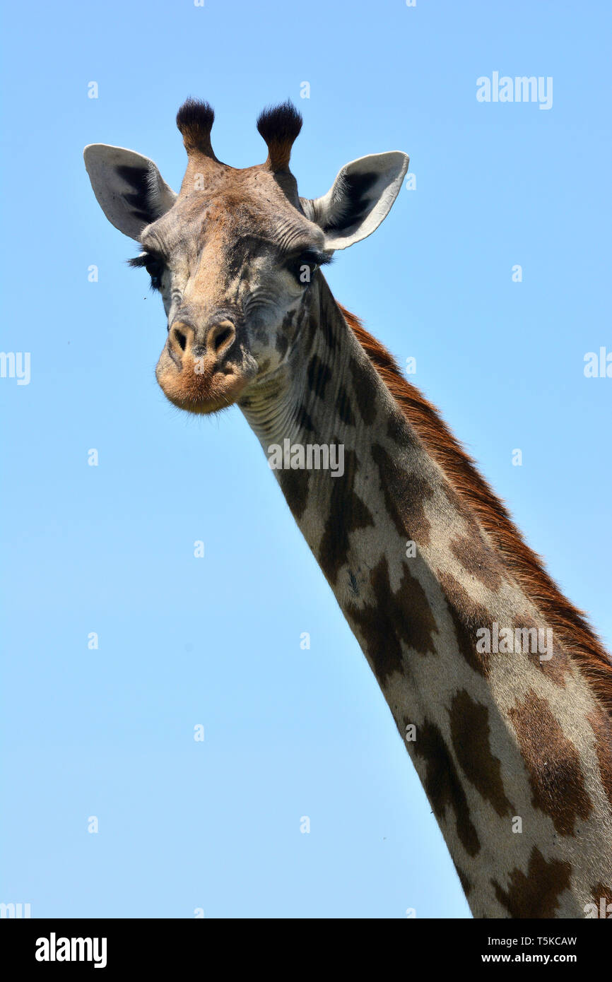 Masai giraffe. Maasai giraffe, Massai-Giraffe, Giraffa camelopardalis ...