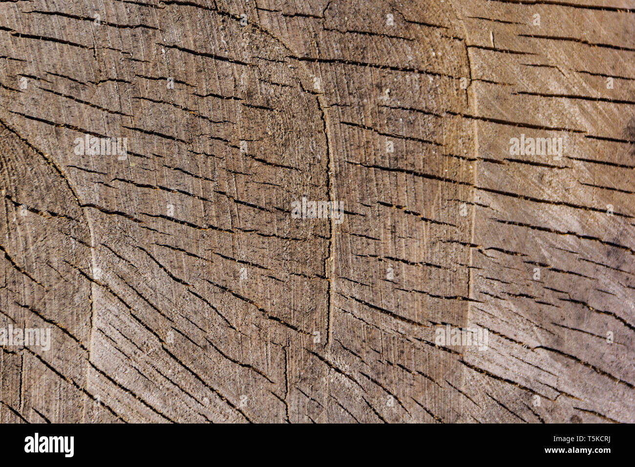 Texture from a natural cut of a tree trunk for a background close up ...