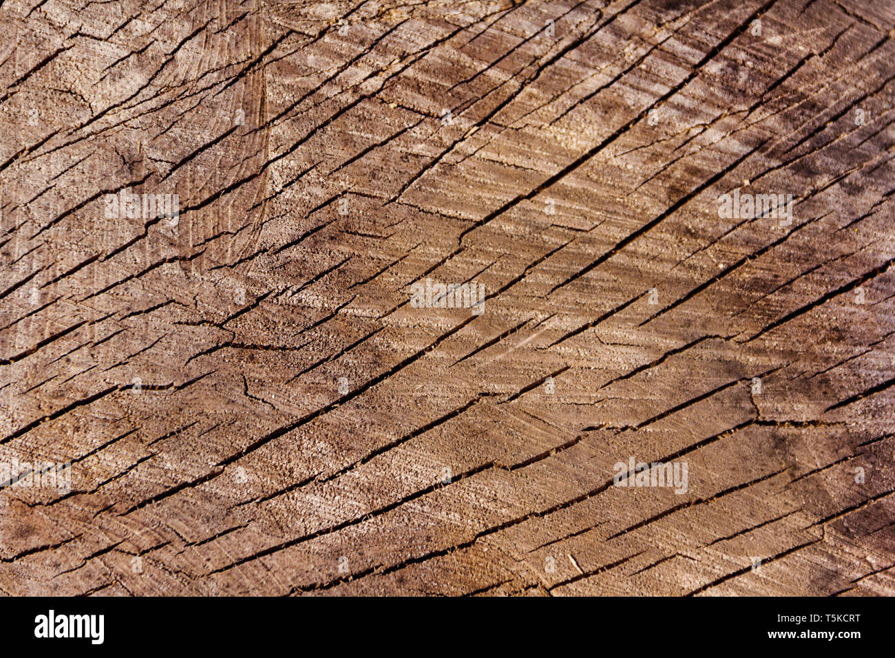 Texture from a natural cut of a tree trunk for a background close up ...