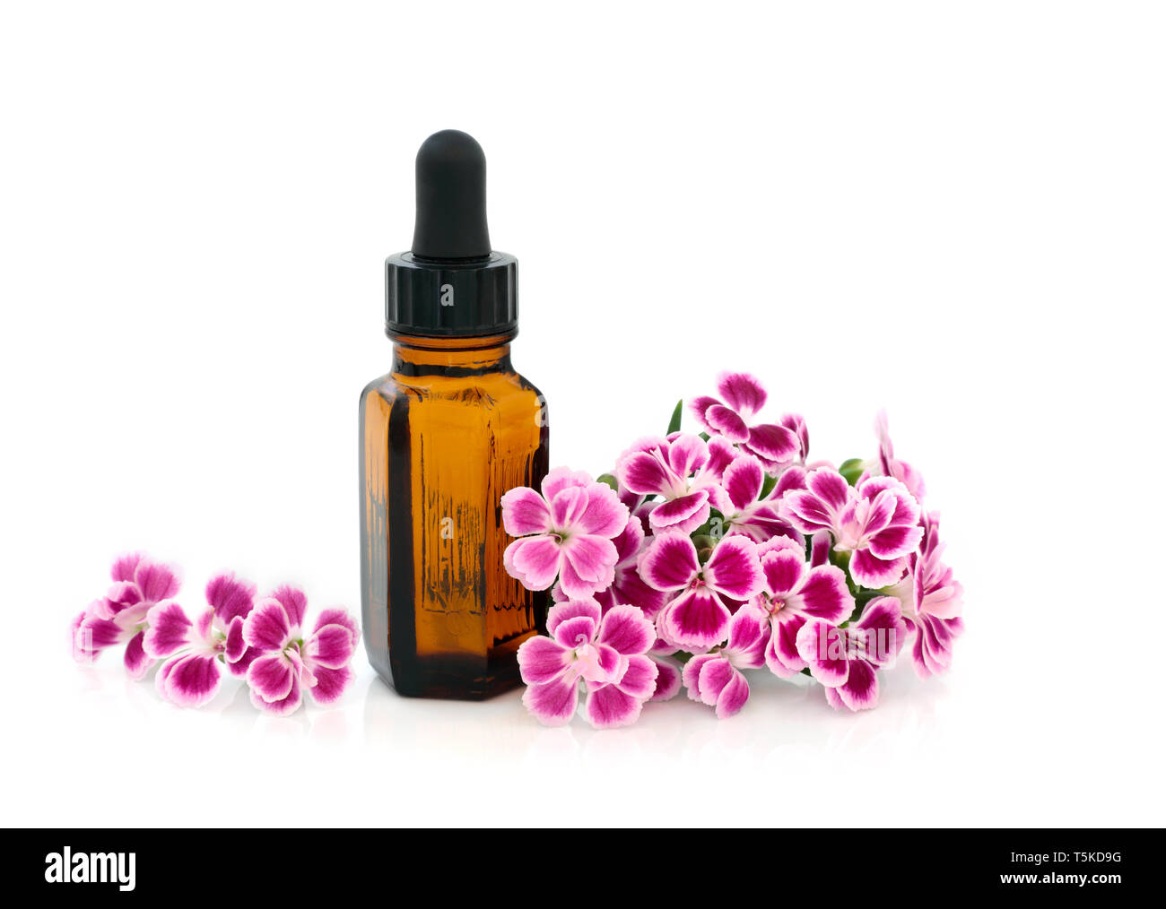 Dianthus chinensis Cut Out Stock Images & Pictures - Alamy