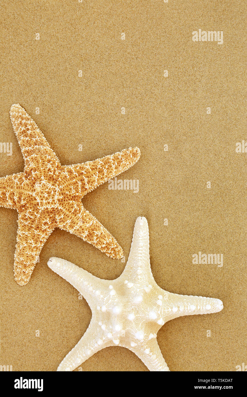 Starfish and seashells on beach hi-res stock photography and images - Alamy