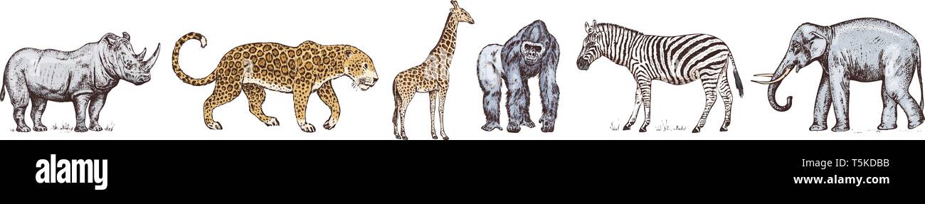 African animals. Rhinoceros Elephant Giraffe Hippopotamus Leopard Hyena ...