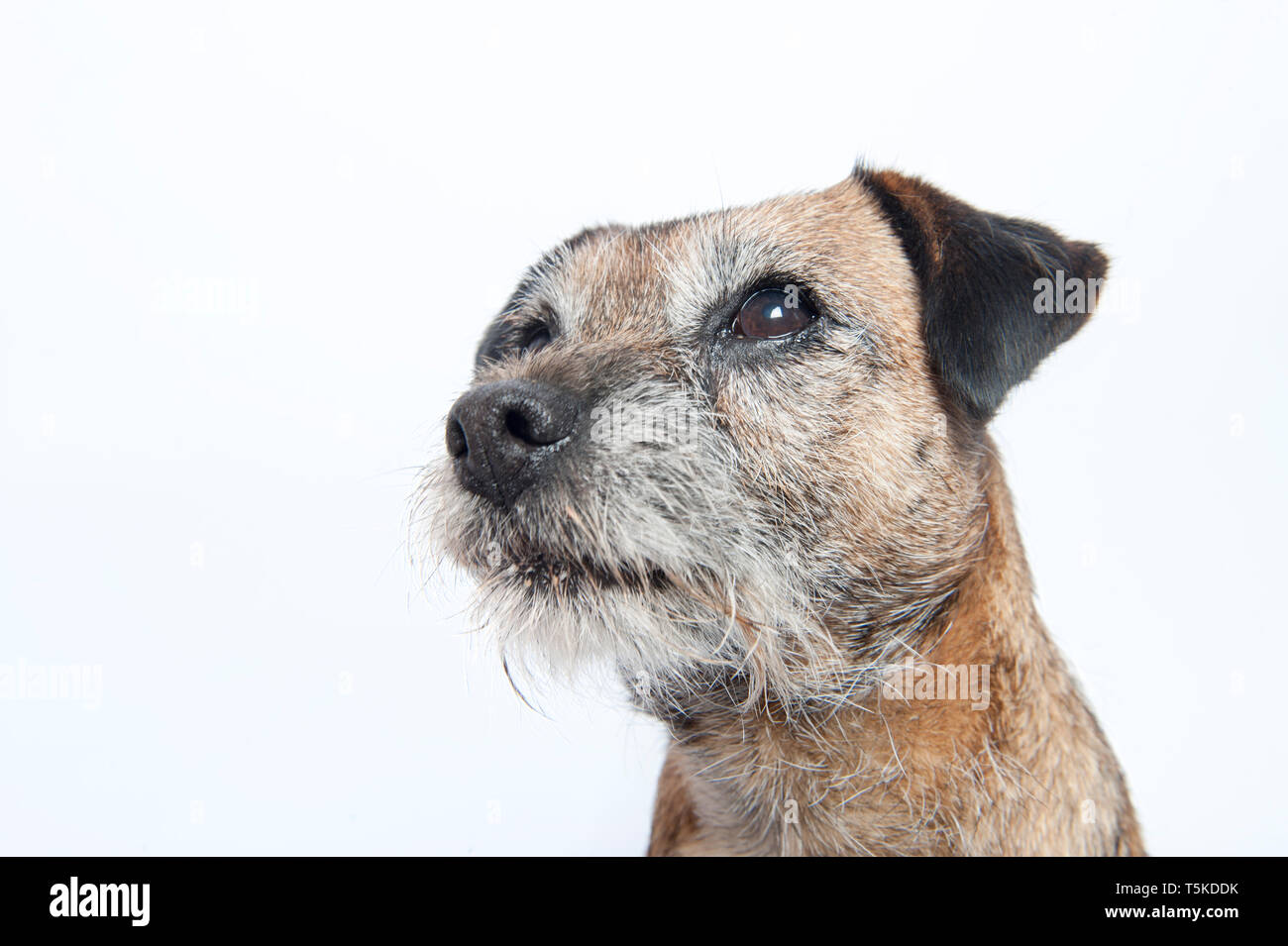 Studio shot of a Border Terrier dog on a white background well lit wit ...