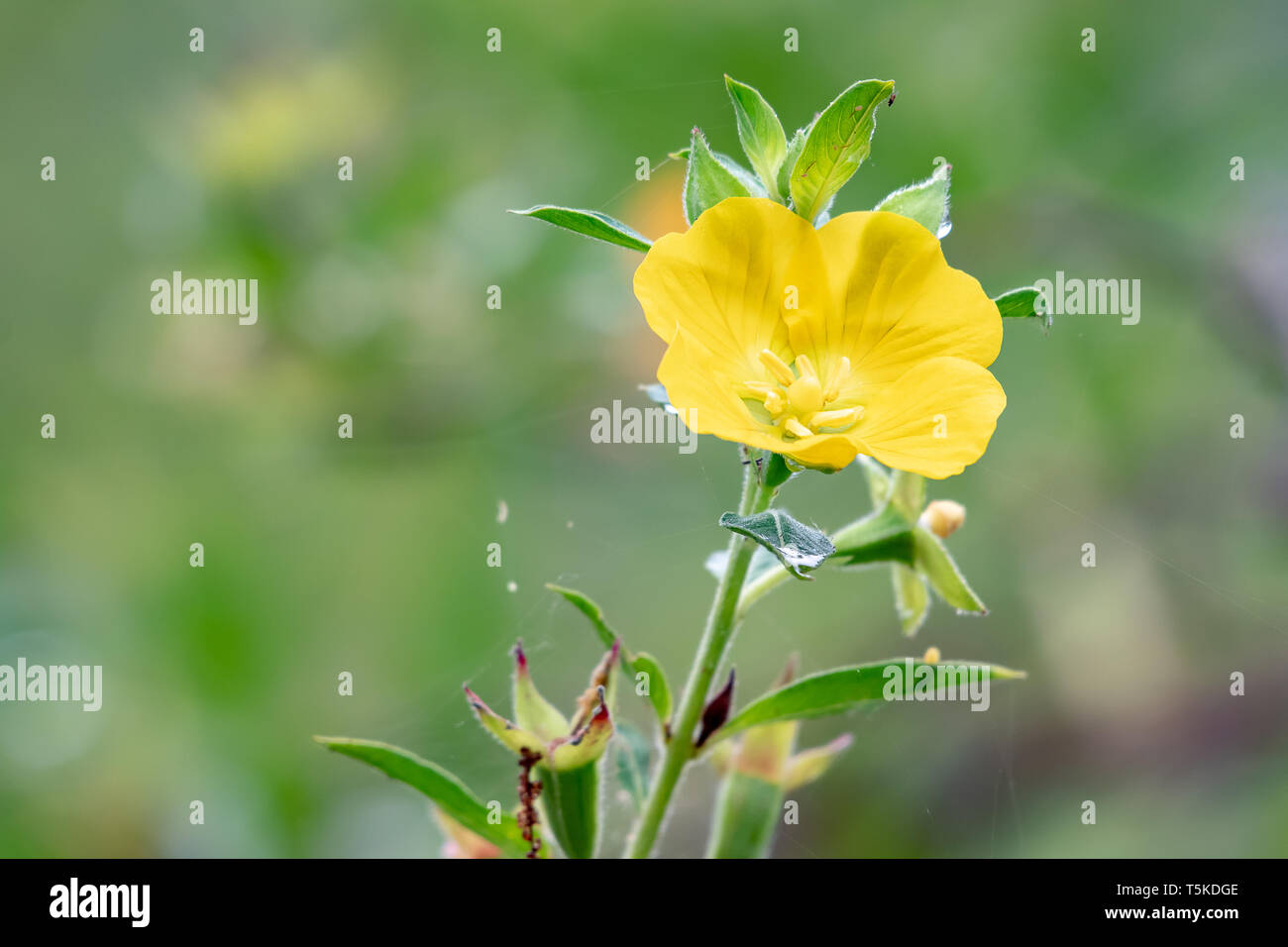 Yellow wild flower Primrose-willow (Ludwigia grandiflora Stock Photo ...