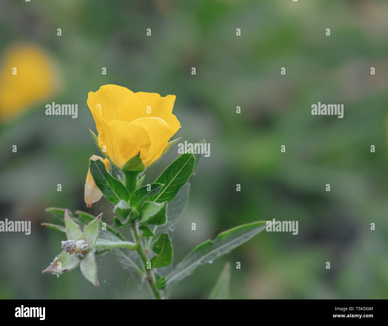 Yellow wild flower Primrose-willow (Ludwigia grandiflora Stock Photo ...