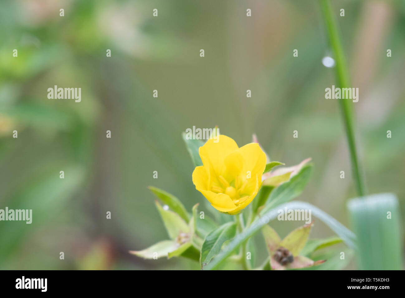 Yellow wild flower Primrose-willow (Ludwigia grandiflora Stock Photo ...