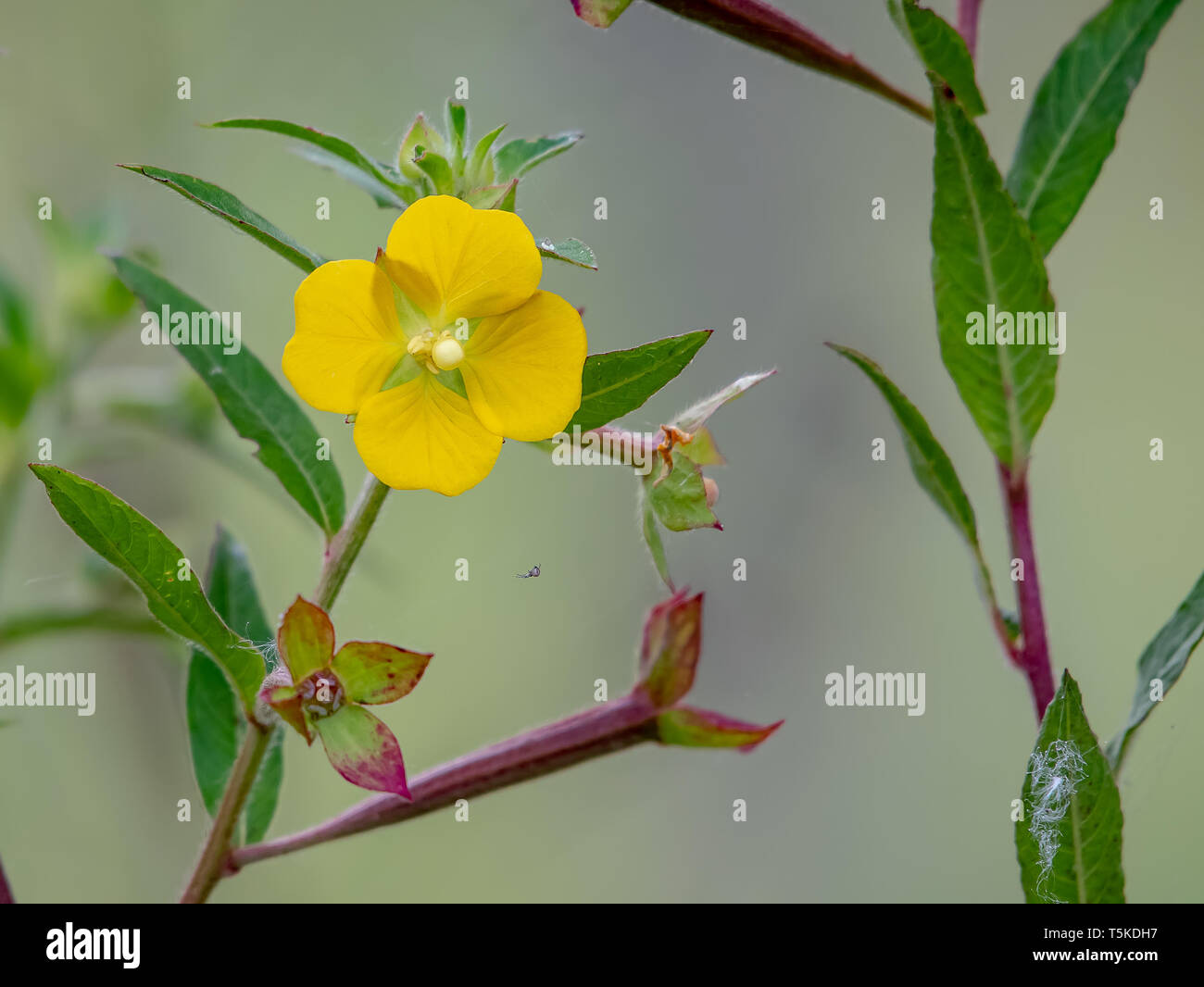 Yellow wild flower Primrose-willow (Ludwigia grandiflora Stock Photo ...