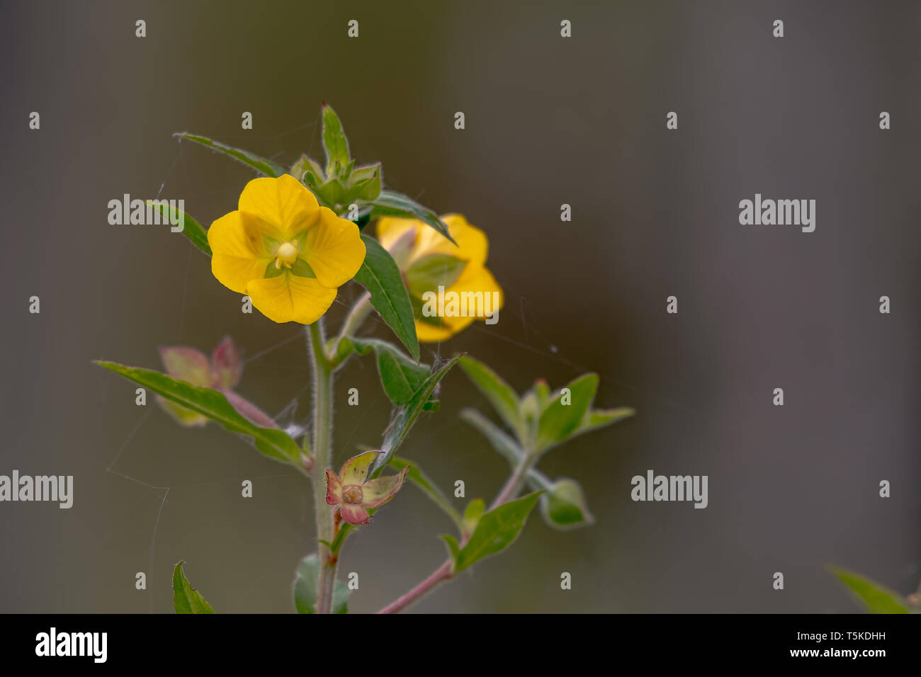 Yellow wild flower Primrose-willow (Ludwigia grandiflora Stock Photo ...