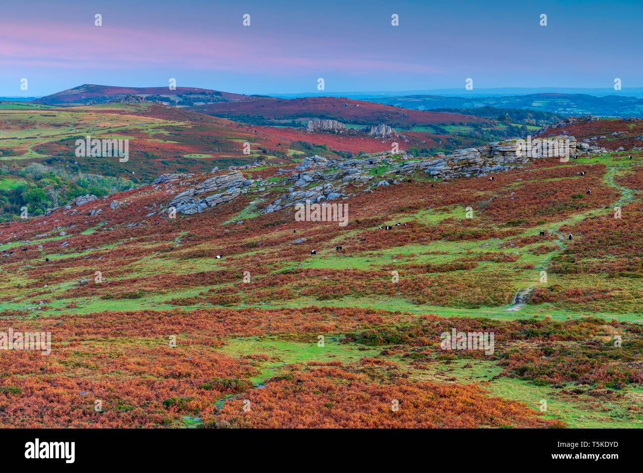 Haytor Rocks seen from Saddle Tor, Dartmoor National Park, Ilsington ...