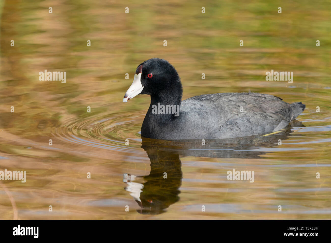 American Coot, Fulica americana, an adult bird swimming, Florida, USA ...