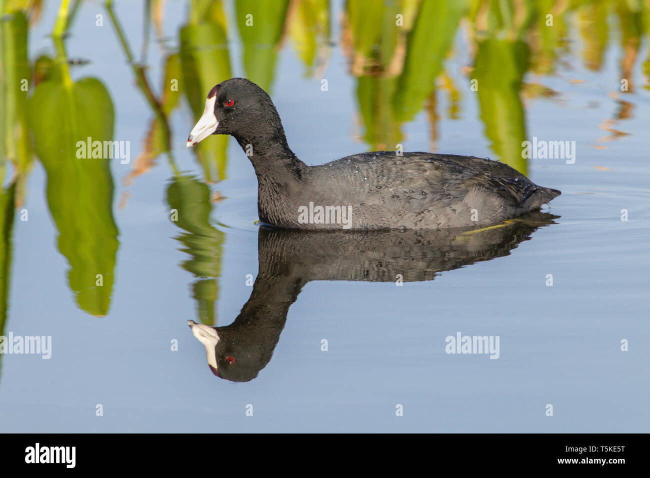 American Coot, Fulica americana, adult bird swimming, Florida, USA ...