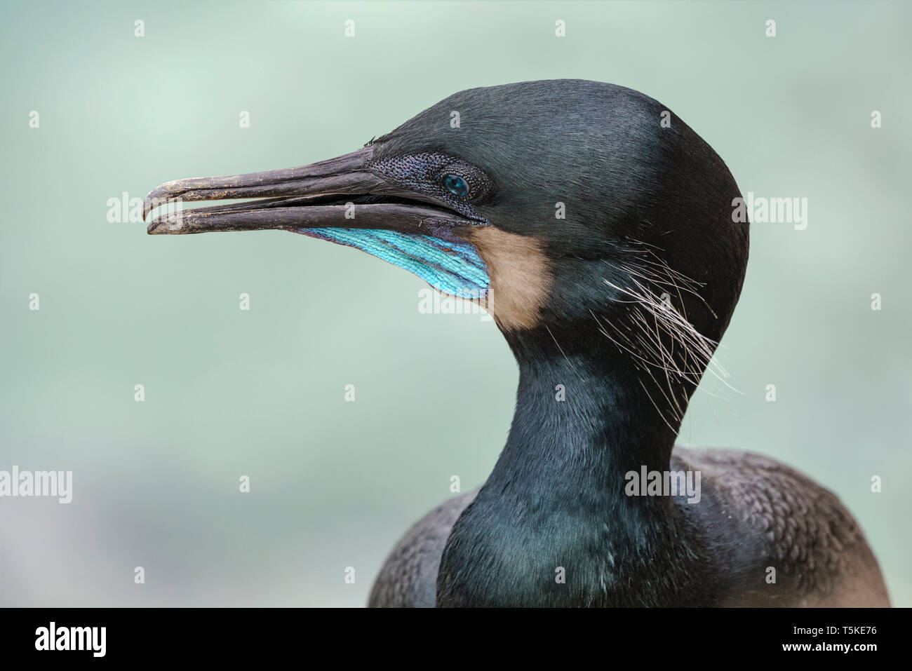 Cormorant face hi-res stock photography and images - Alamy