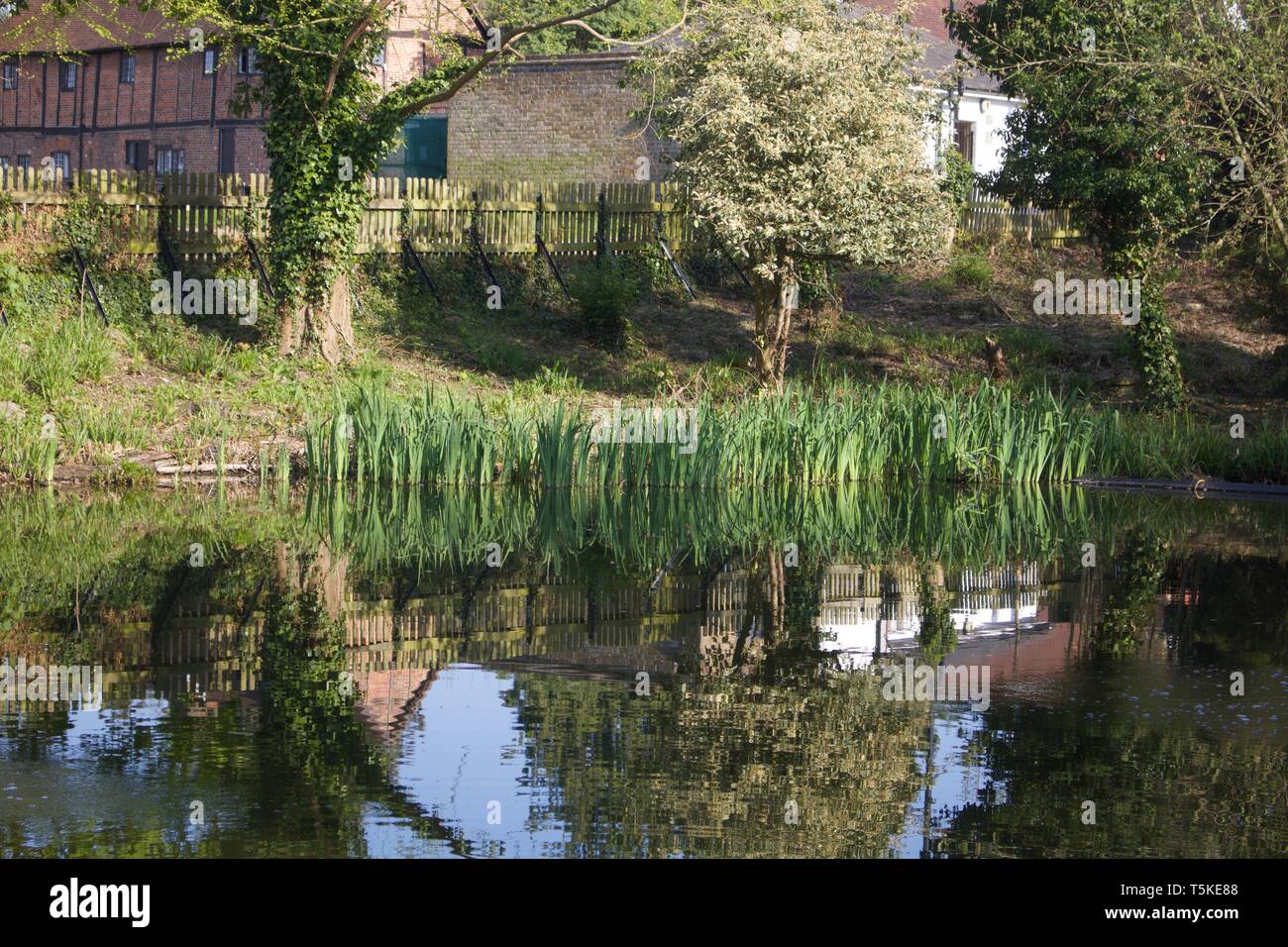 Pond with bullrushes, vegetation and buildings reflected Stock Photo ...