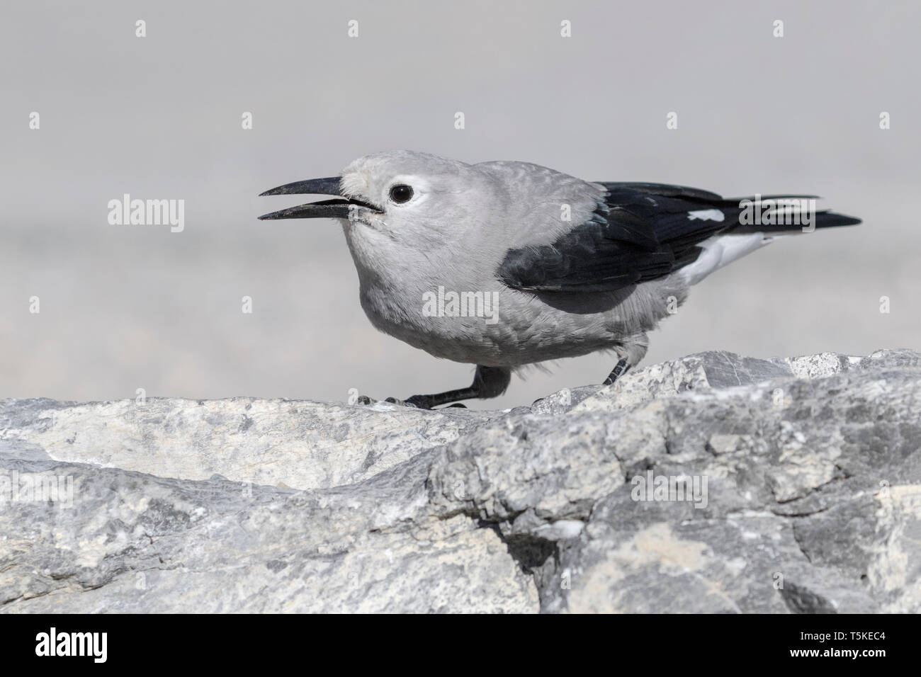Nutcracker bird species hi-res stock photography and images - Alamy