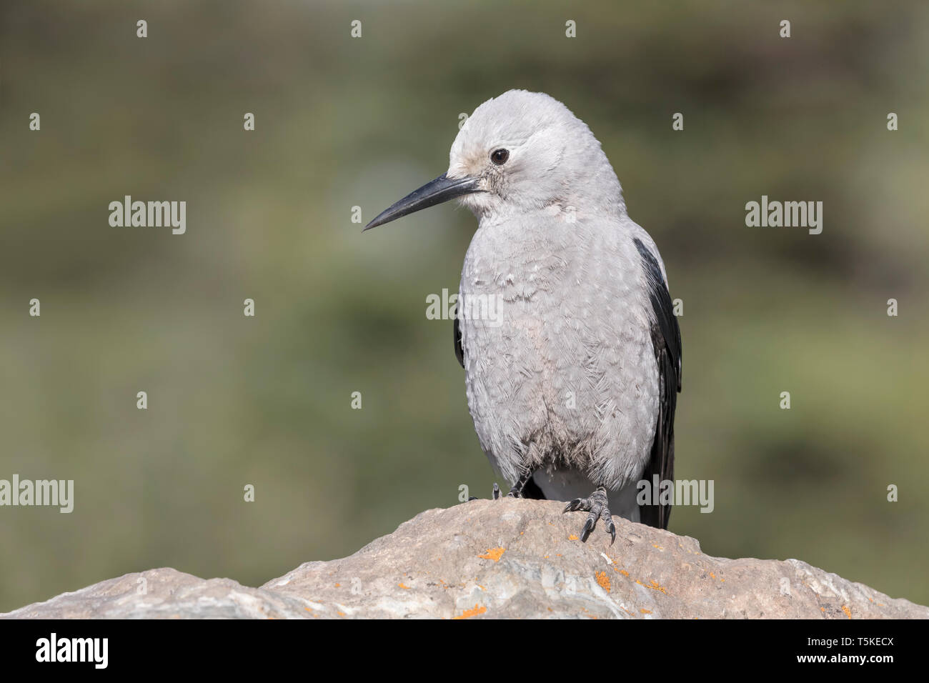 Nutcracker bird species hi-res stock photography and images - Alamy