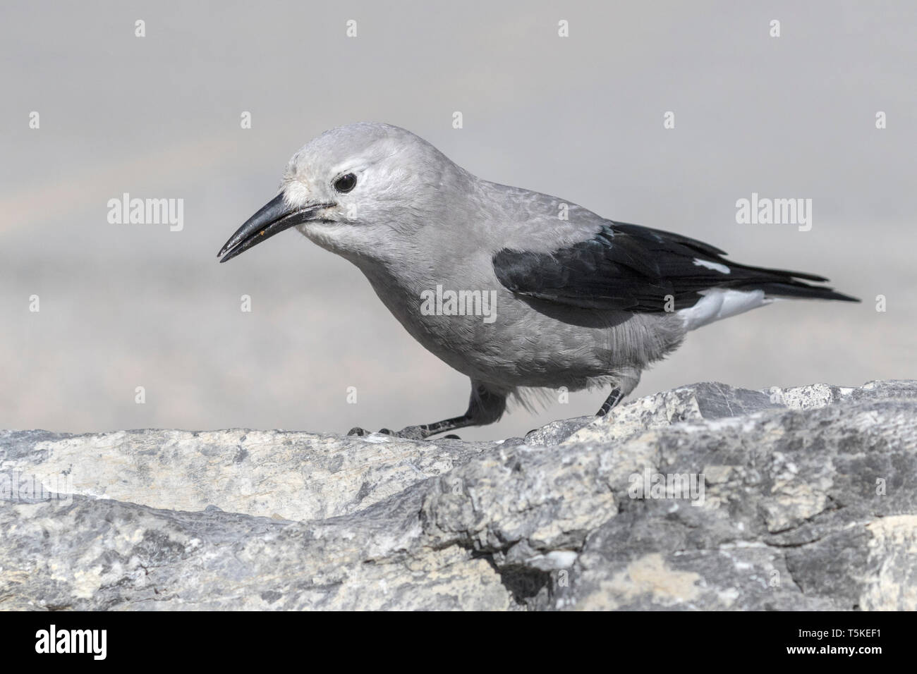 Nutcracker bird species hi-res stock photography and images - Alamy