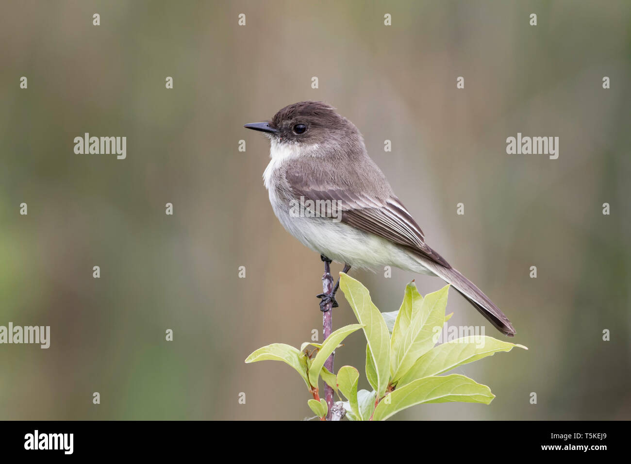 Eastern Phoebe, Sayornis phoebe; adult; Florida, March Stock Photo - Alamy
