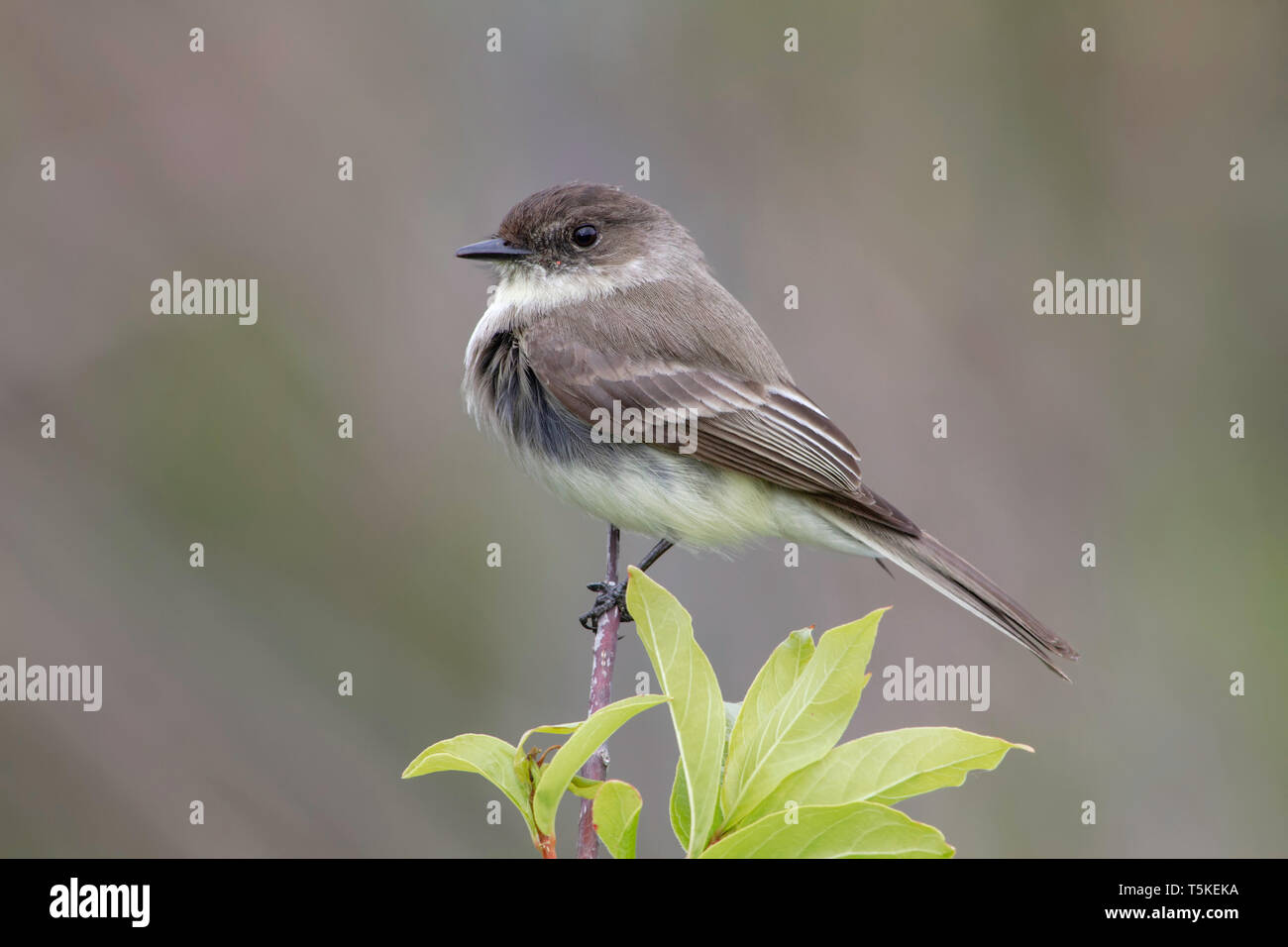 Eastern Phoebe, Sayornis phoebe; adult; Florida, March Stock Photo - Alamy