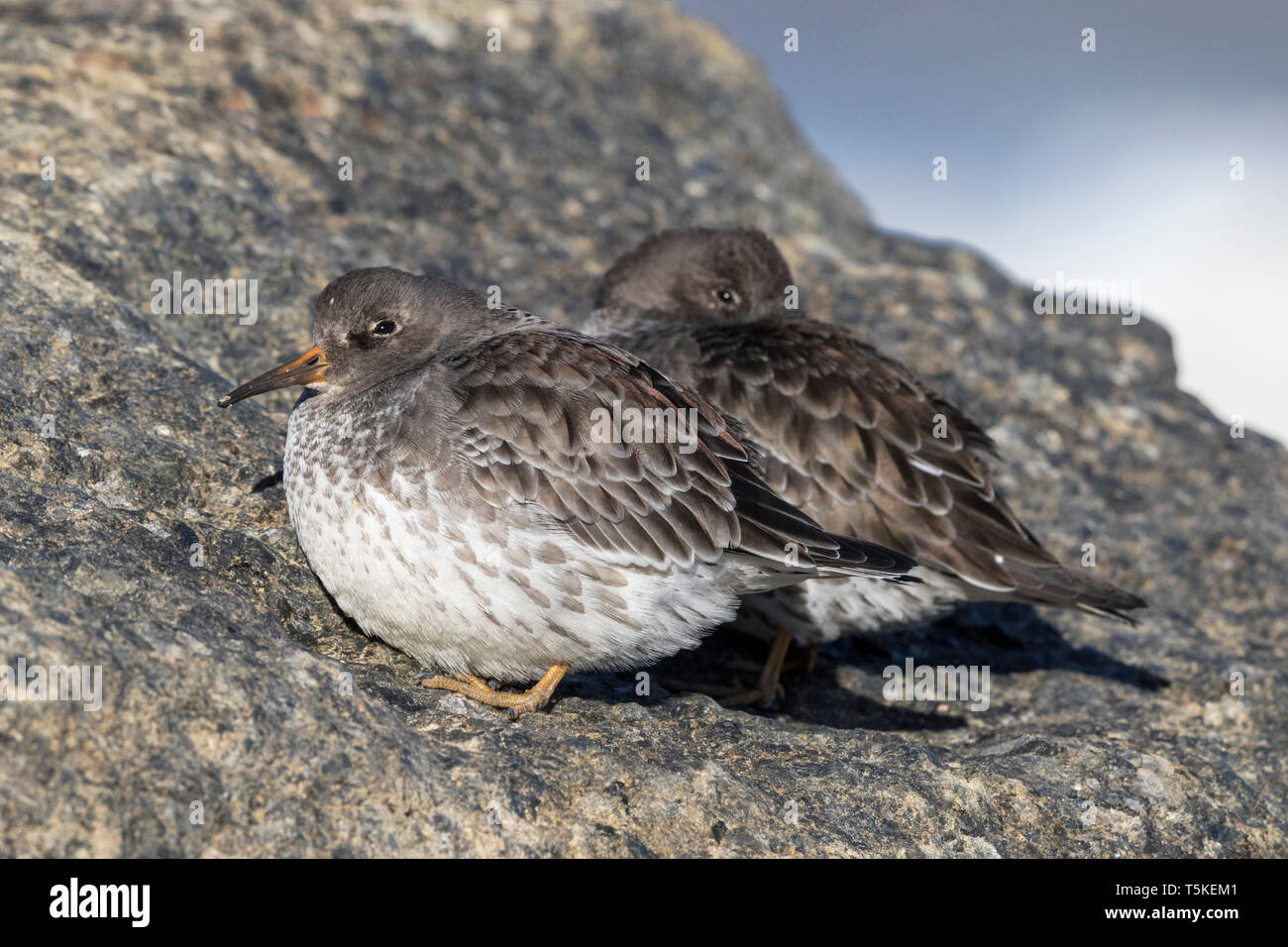 Purple sandpiper winter plumage hi-res stock photography and images - Alamy
