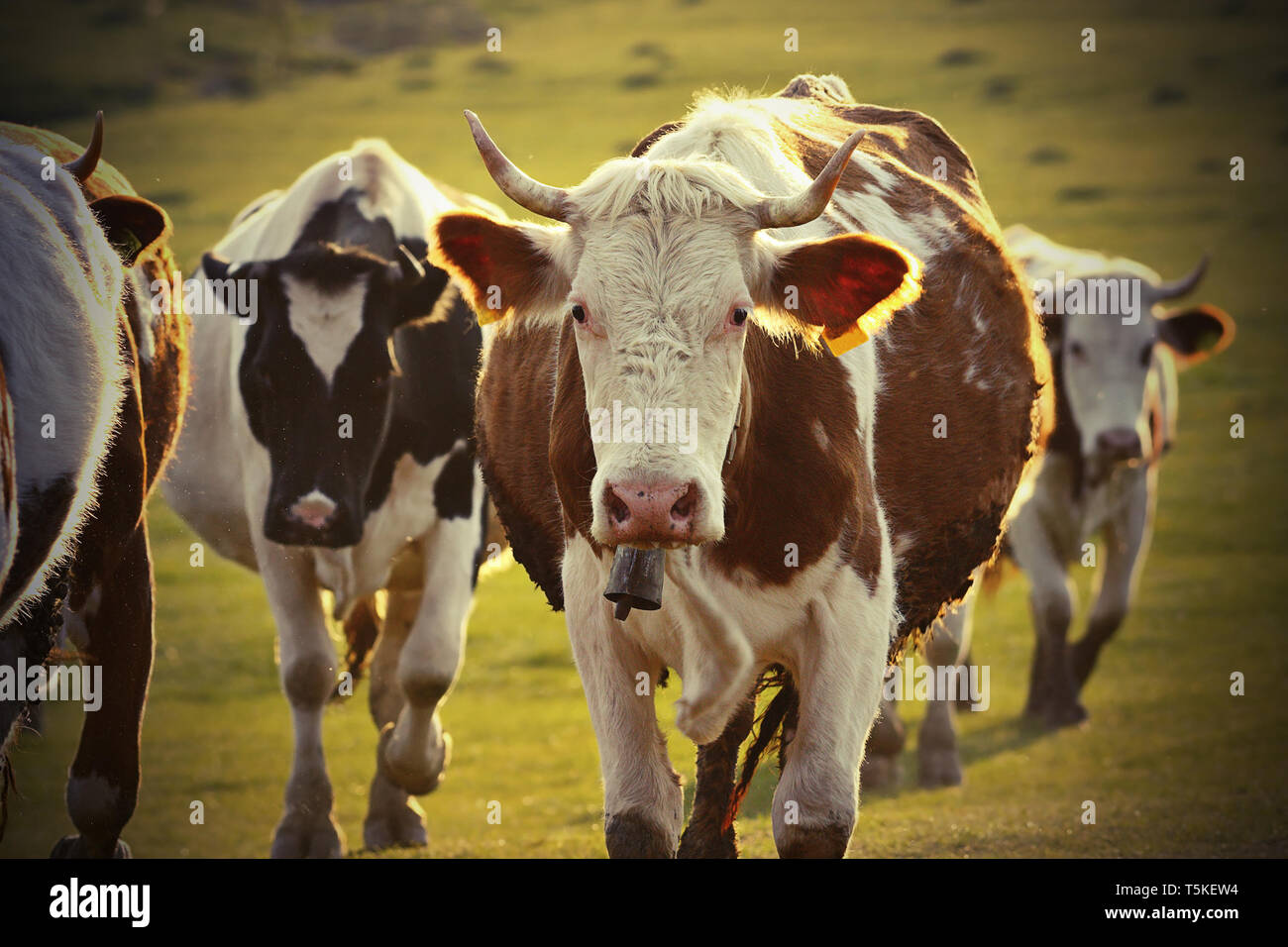 Rural nature hi-res stock photography and images - Alamy