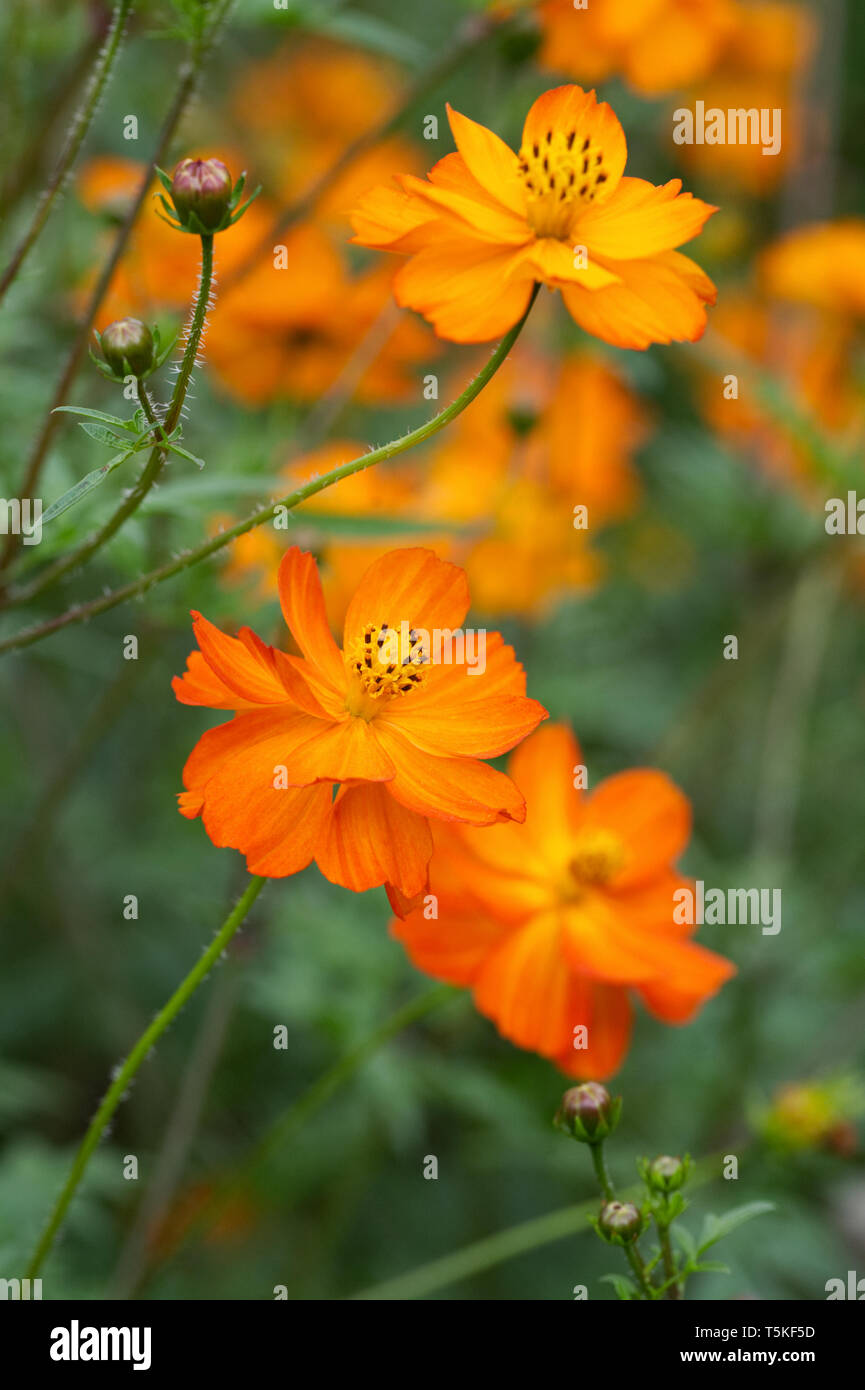 Tango orange hi-res stock photography and images - Alamy