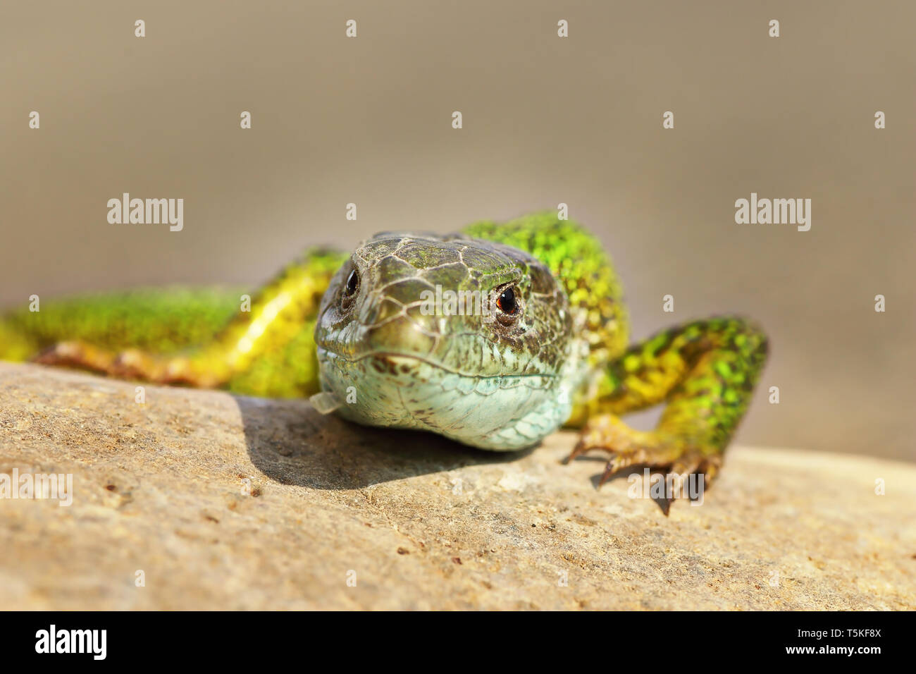 Wild herpetology hi-res stock photography and images - Alamy
