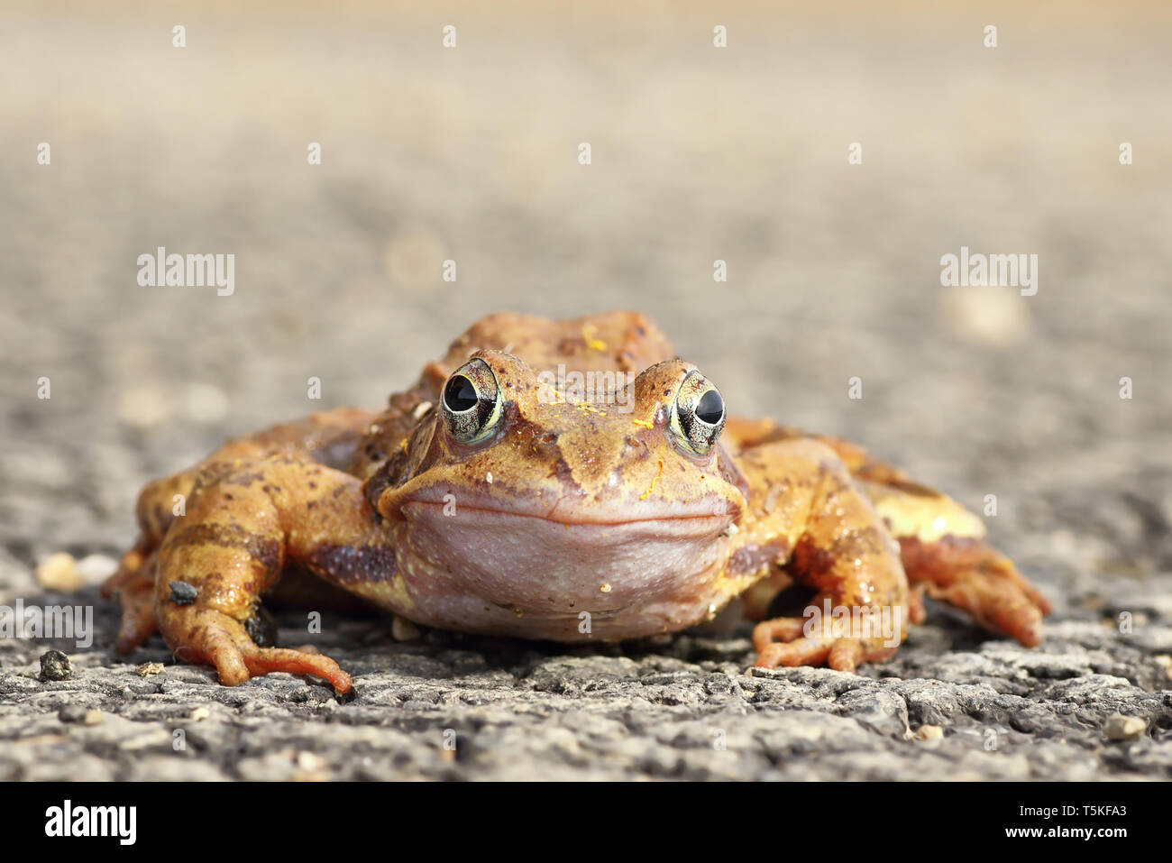 full length agile frog looking at the camera ( Rana dalmatina Stock ...