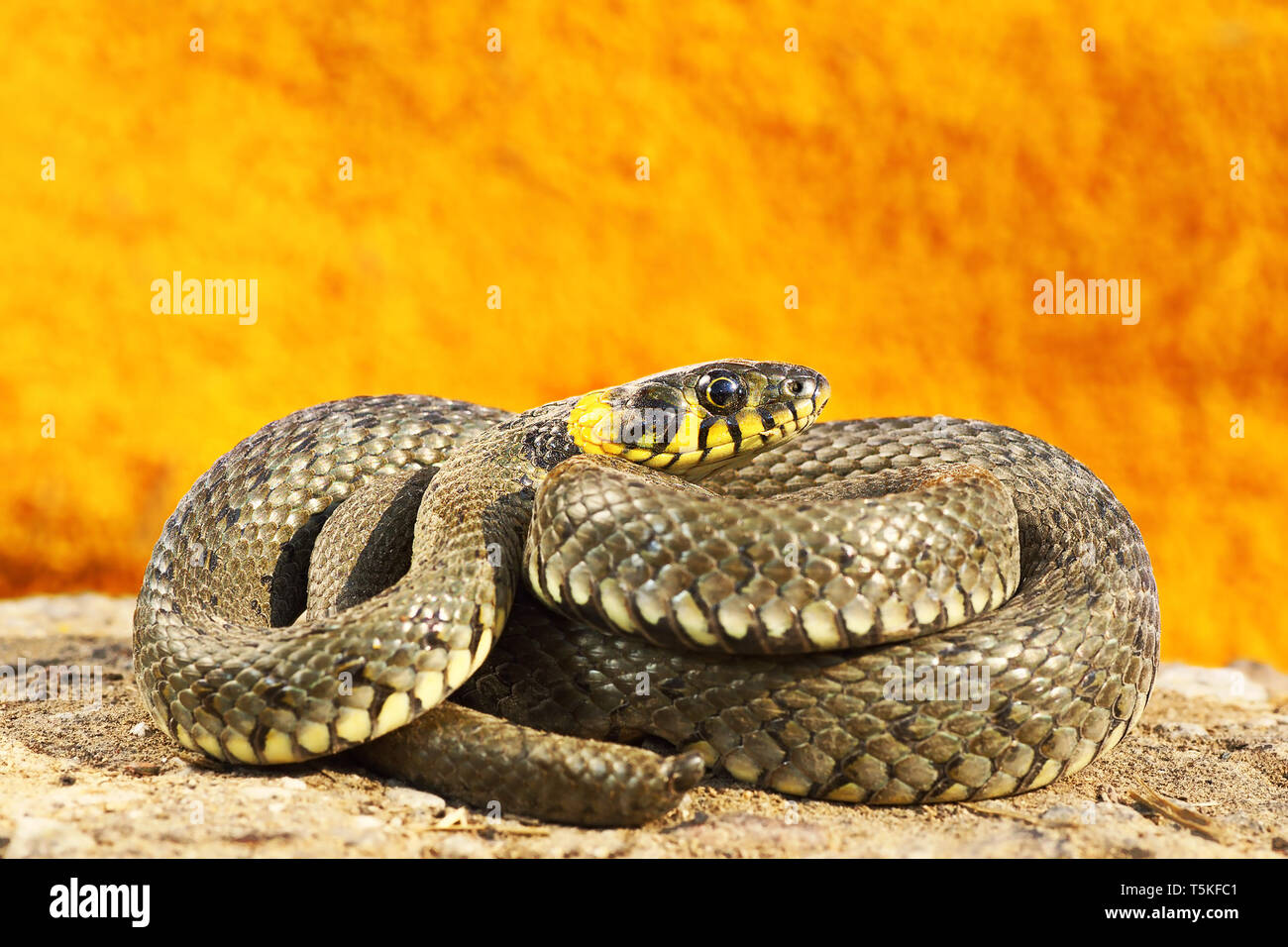full length colorful grass snake ( Natrix natrix Stock Photo - Alamy