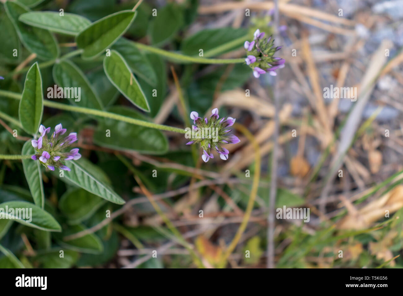 Pitch trefoil bituminaria bituminosa hi-res stock photography and ...