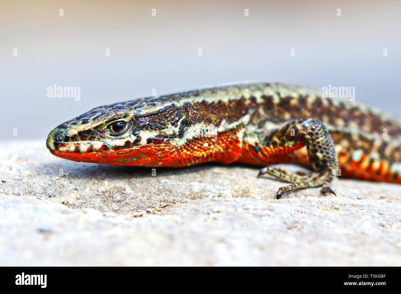 Red head lizard hi-res stock photography and images - Alamy