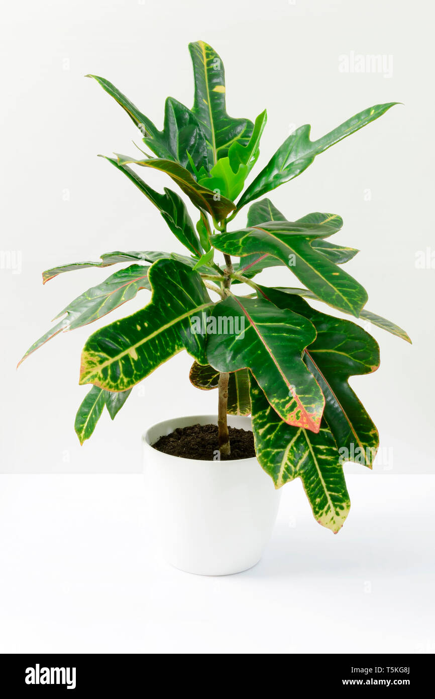 Green plant Codiaeum in white ceramic pot on white background Stock ...