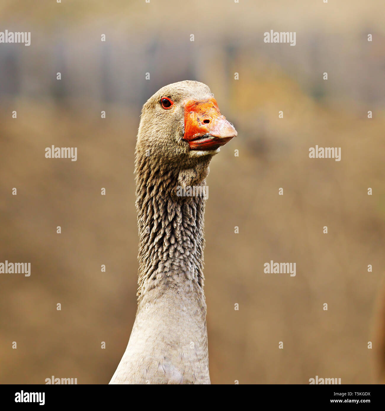 portrait of proud male domestic goose over out of focus background ...
