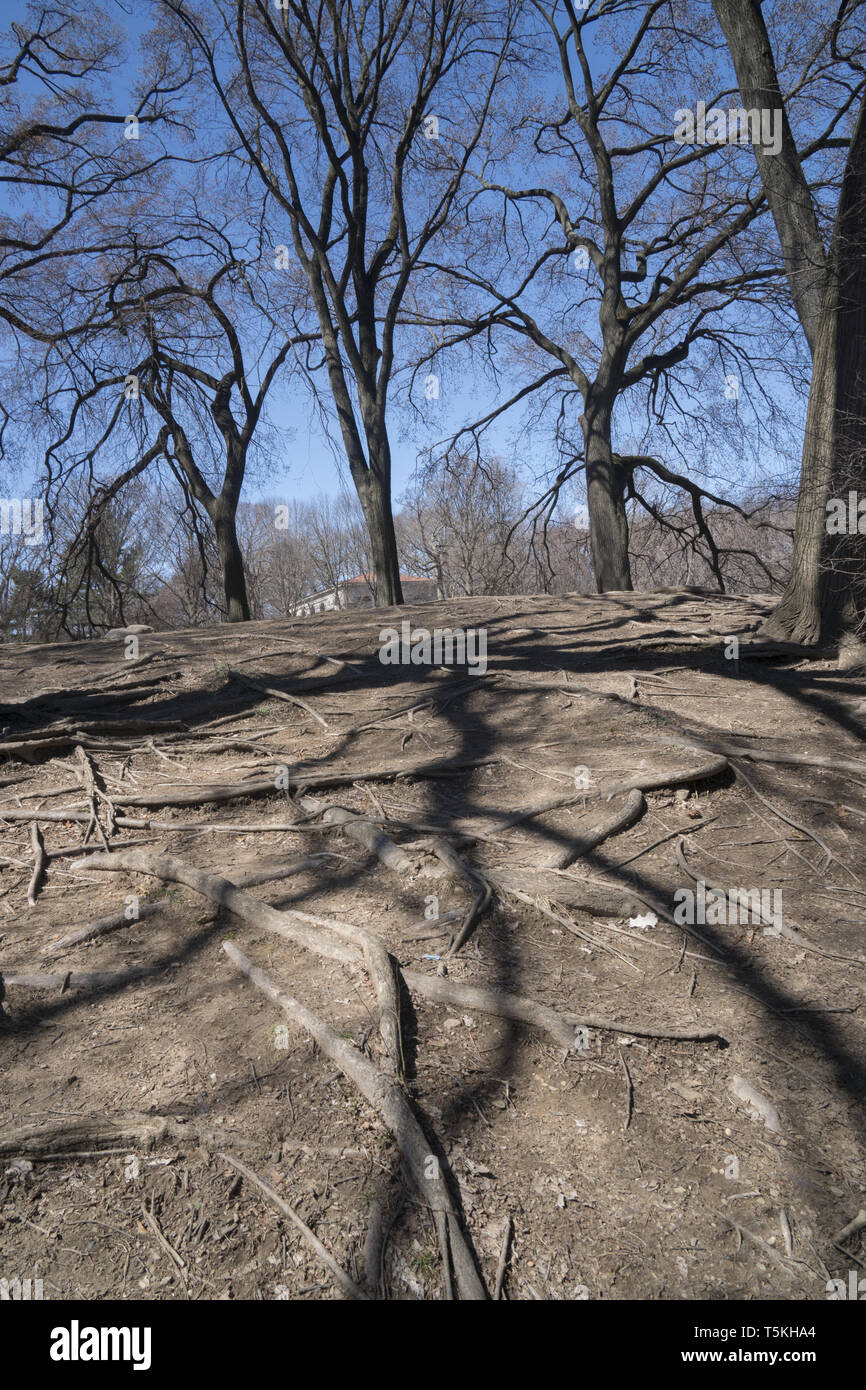 Tree roots and winter shadows, Prospect Park, Brooklyn, New York Stock ...