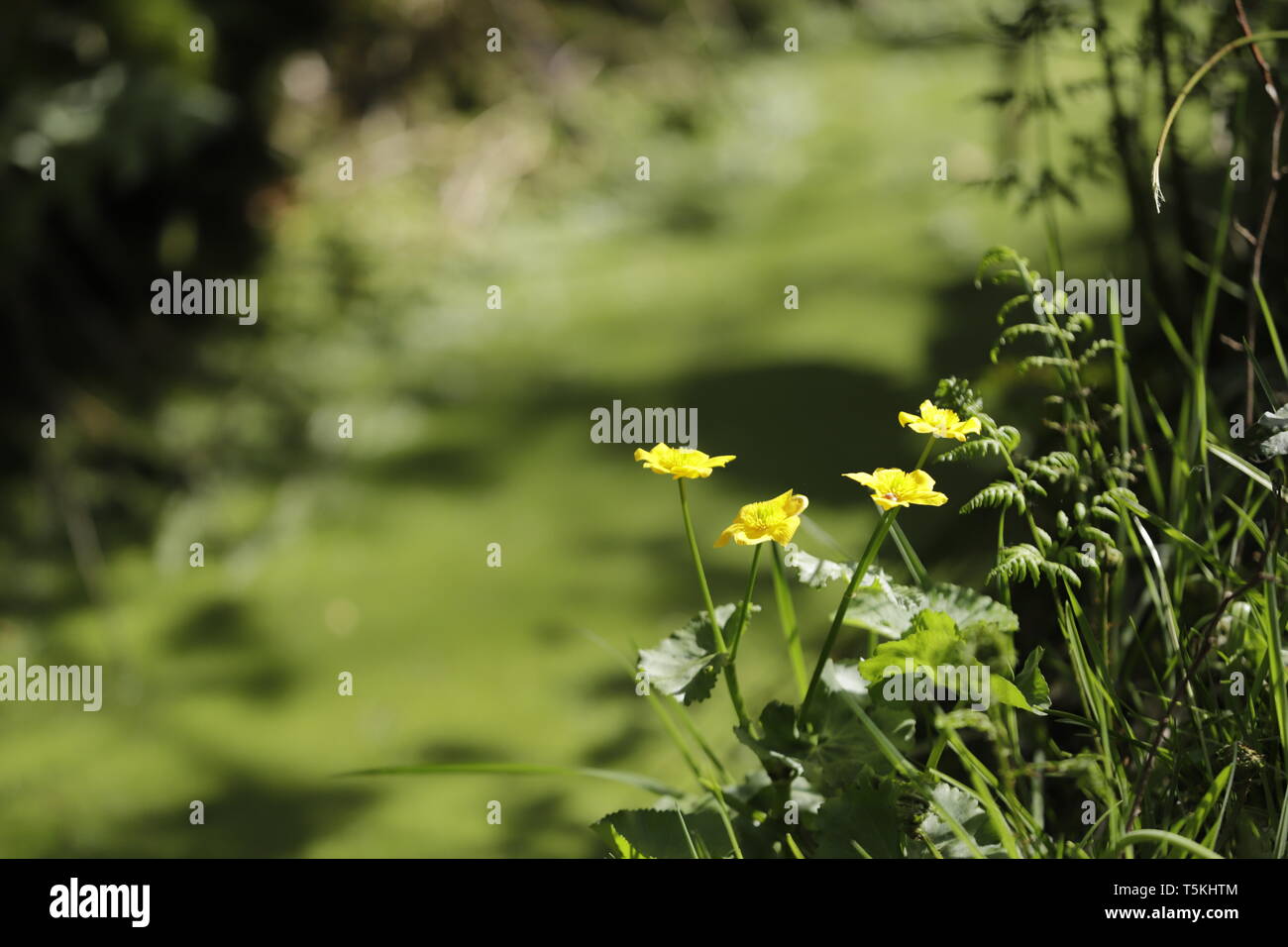 Marsh-marigold or caltha palustris is a beautiful springflower growing ...