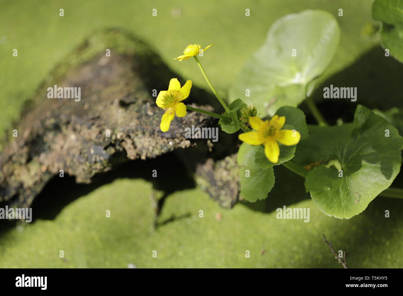 Marsh-marigold or caltha palustris is a beautiful springflower growing ...
