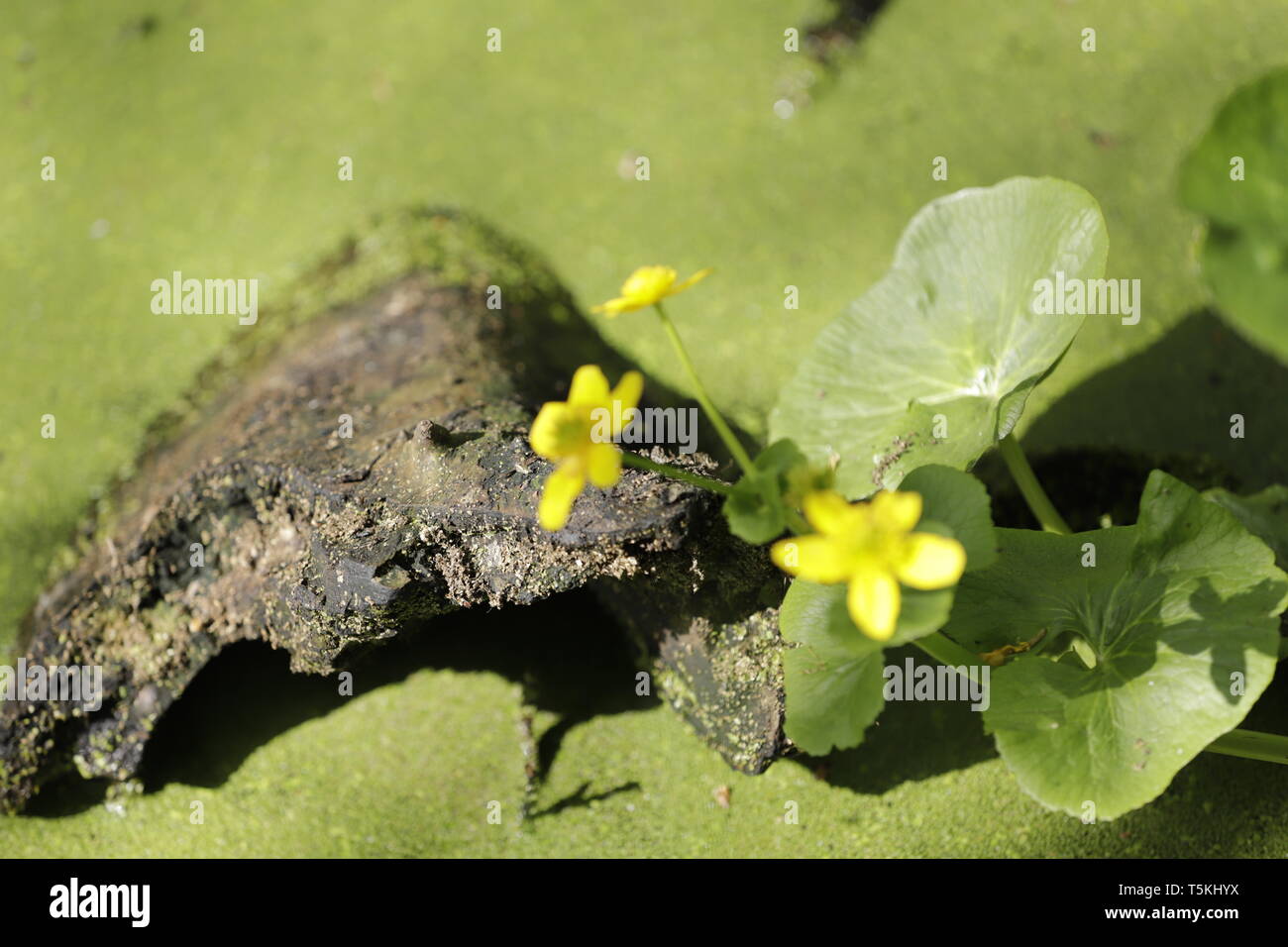 Marsh-marigold or caltha palustris is a beautiful springflower growing ...