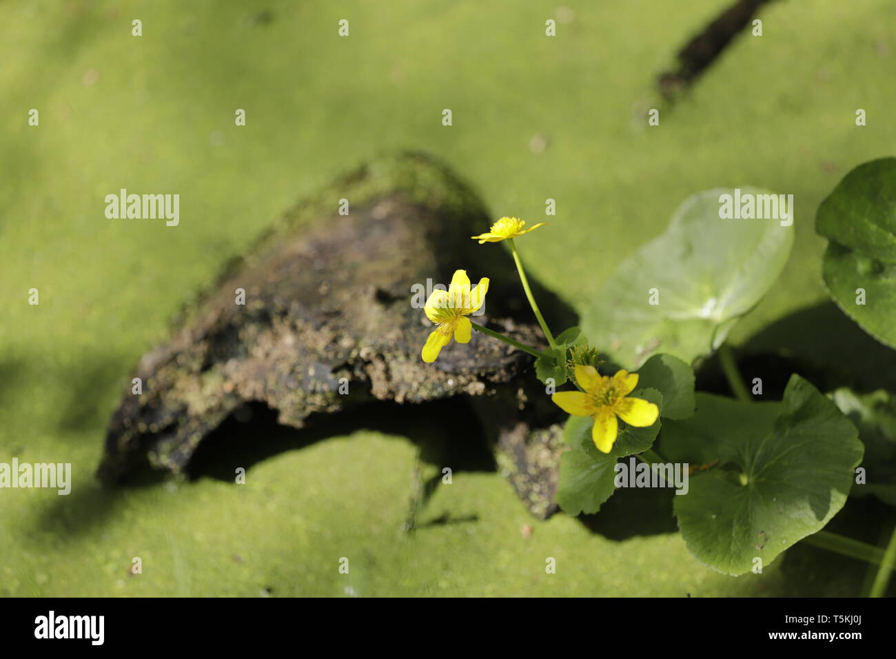 Marsh-marigold or caltha palustris is a beautiful springflower growing ...