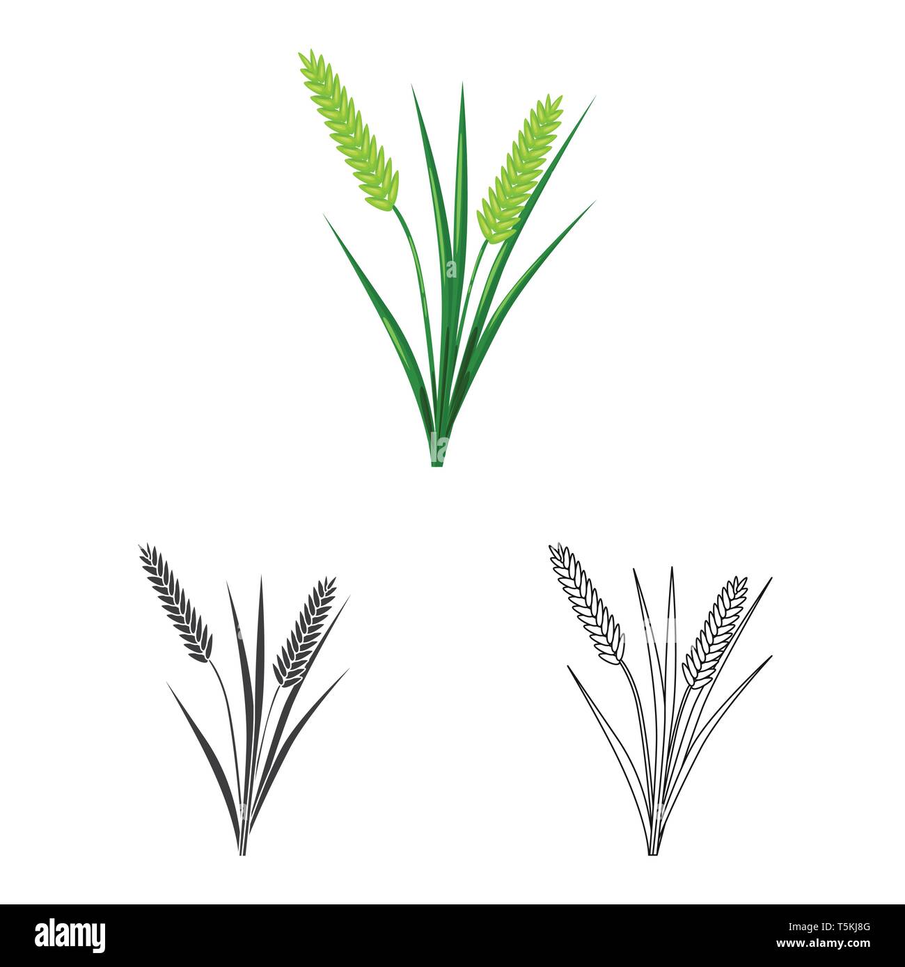 Panicle vector vectors hi-res stock photography and images - Alamy
