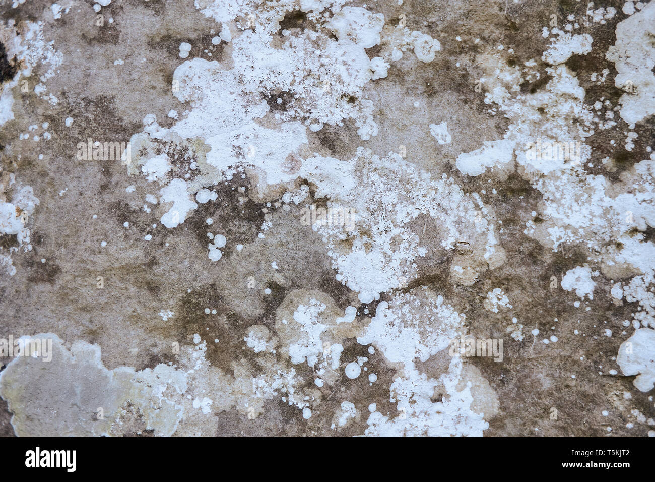 Various colors of lichen on stone background Stock Photo - Alamy