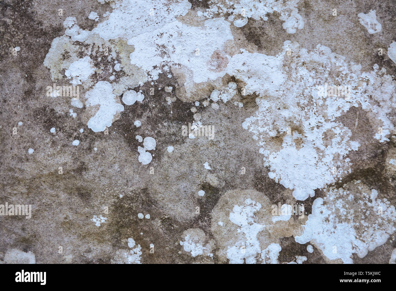 Various colors of lichen on stone background Stock Photo - Alamy