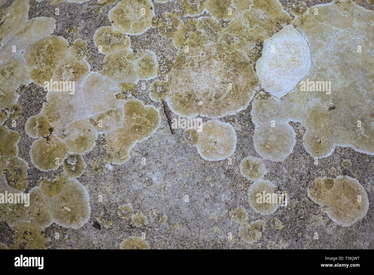 Various colors of lichen on stone background Stock Photo - Alamy